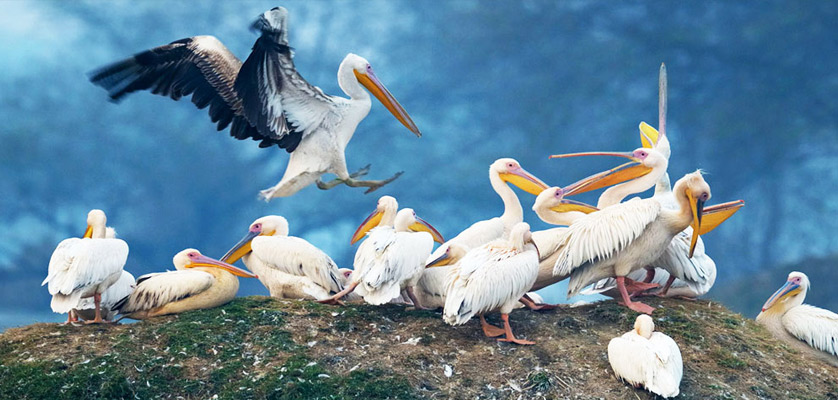 9N/10 Days Rajasthan Wildlife Tour - Sariska Ranthambore Bharatpur Tour